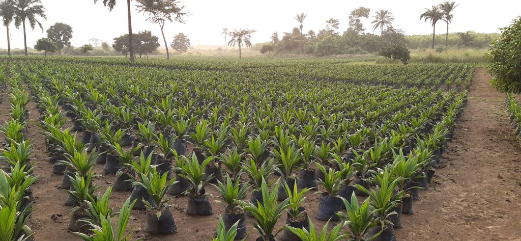 Notre vision – RougeCongo